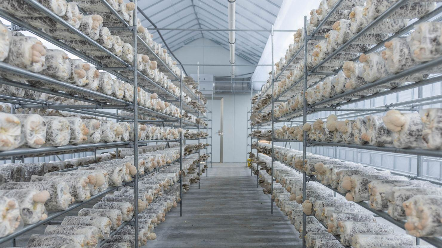 Indoor Mushroom Farm: Beginner Setup & Profit Guide (2026)